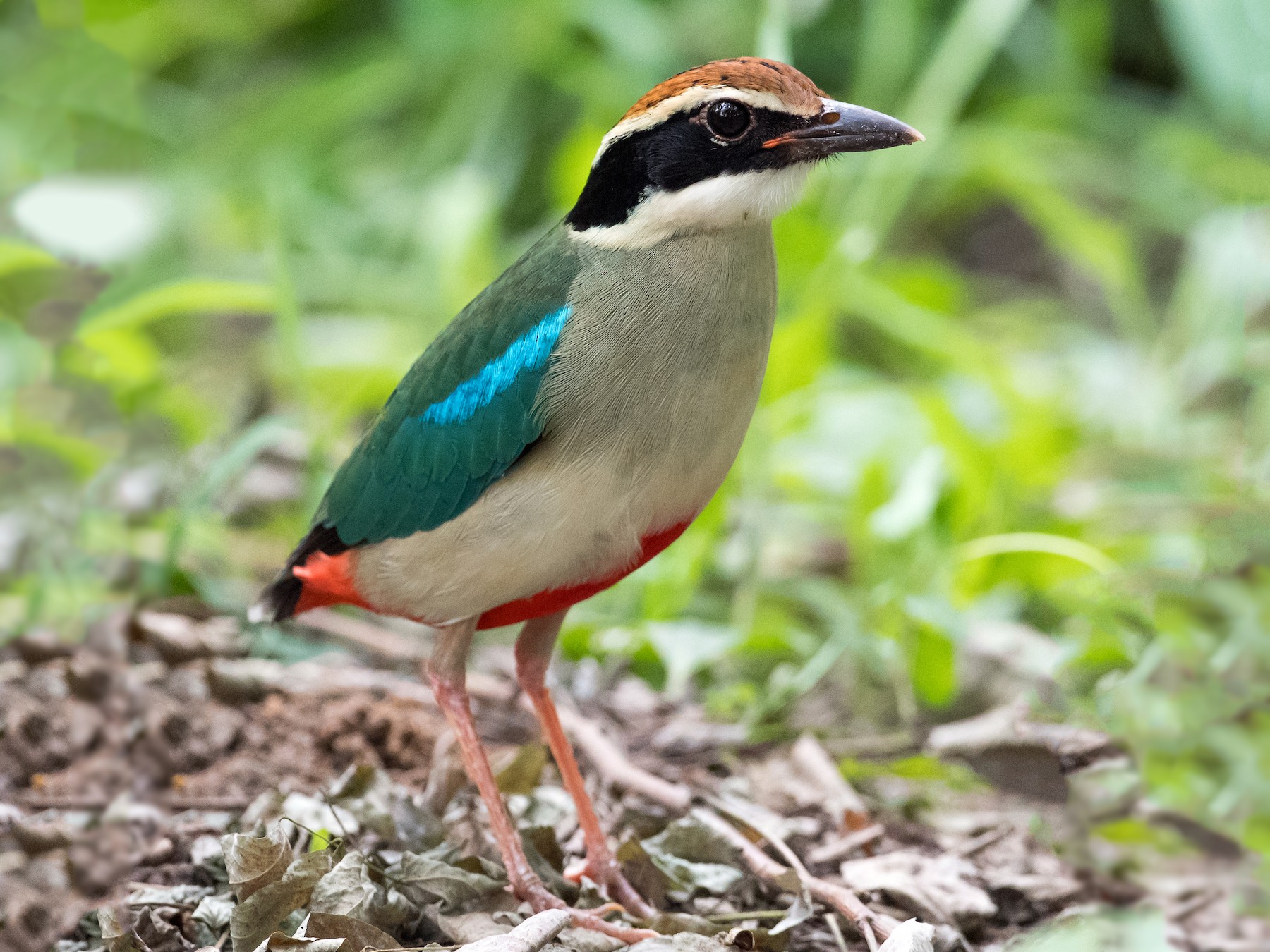 Fairy Pitta - eBird