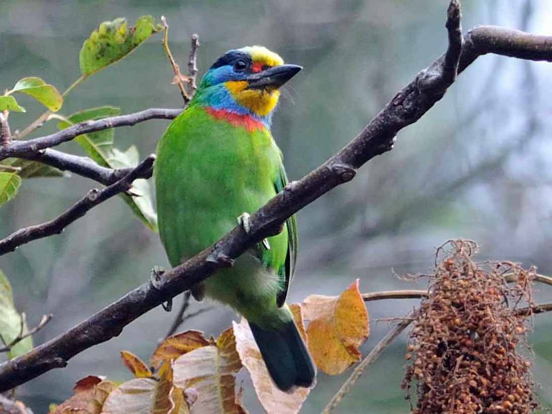 Taiwan Barbet - eBird