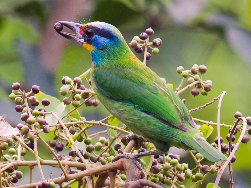 Taiwan Barbet - eBird