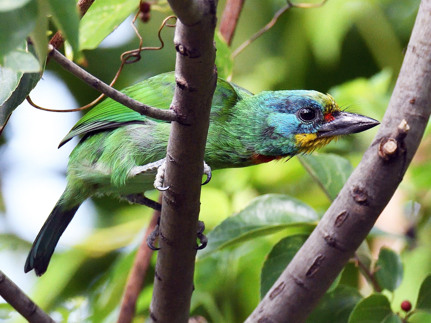 Taiwan Barbet - eBird