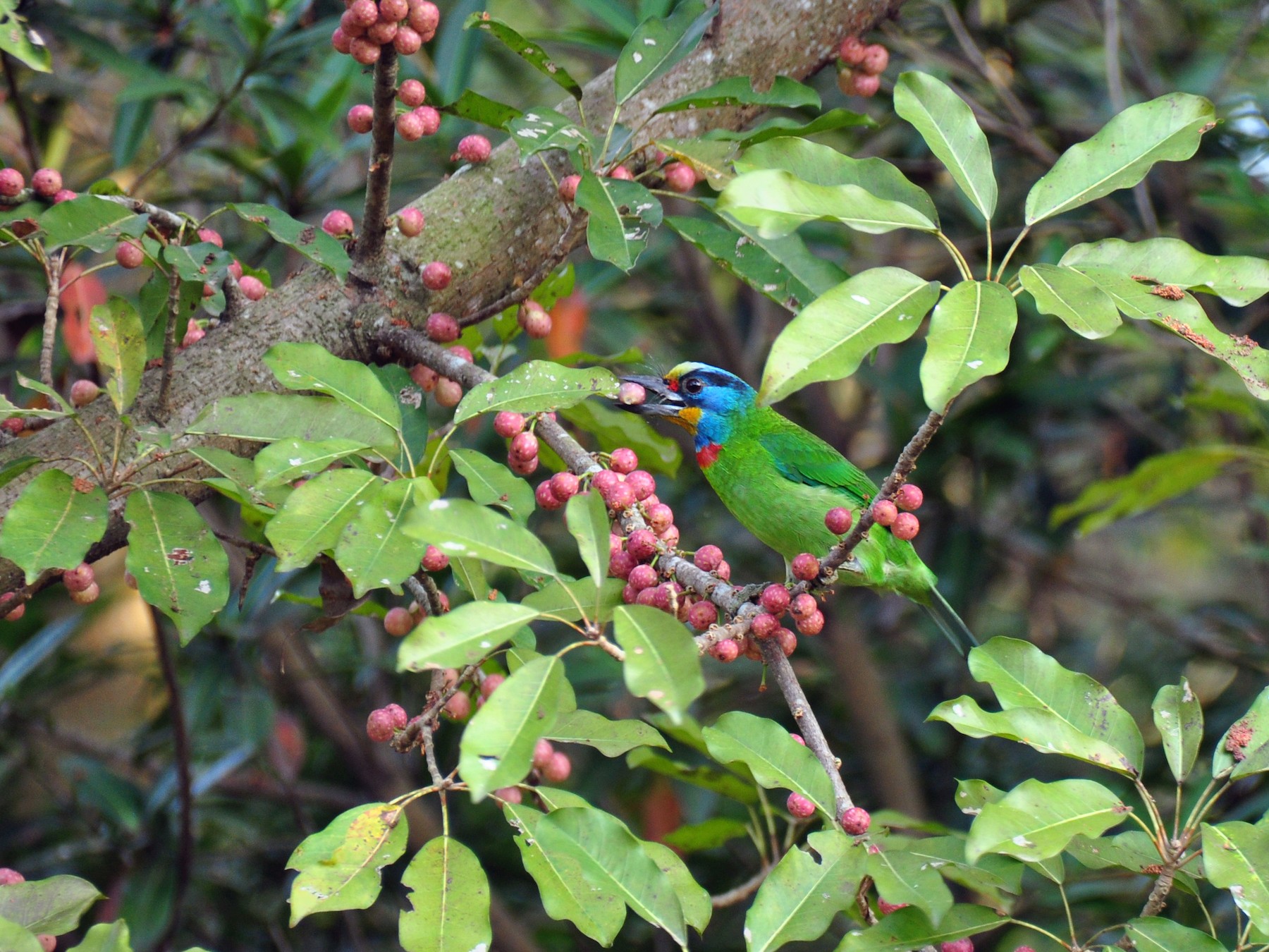 Taiwan Barbet - eBird