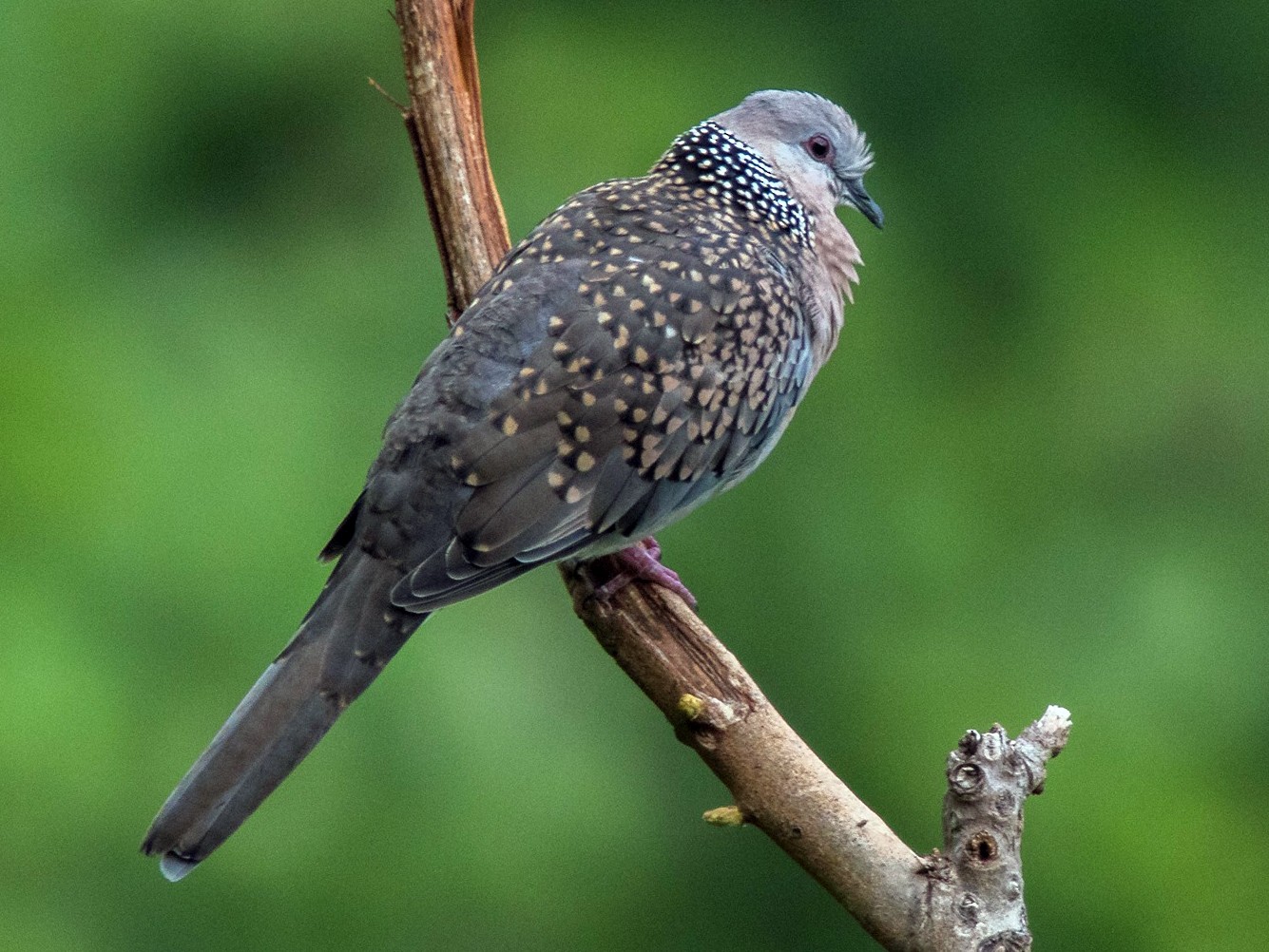 Spotted Dove - eBird