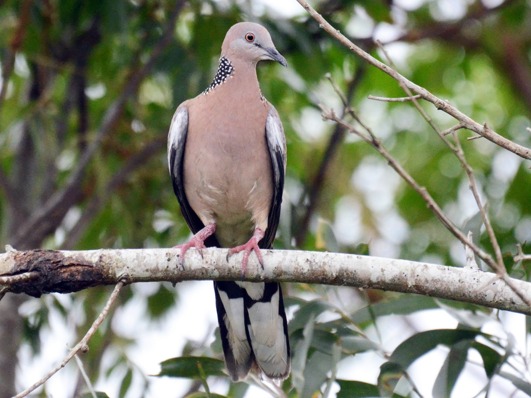 Spotted Dove - eBird