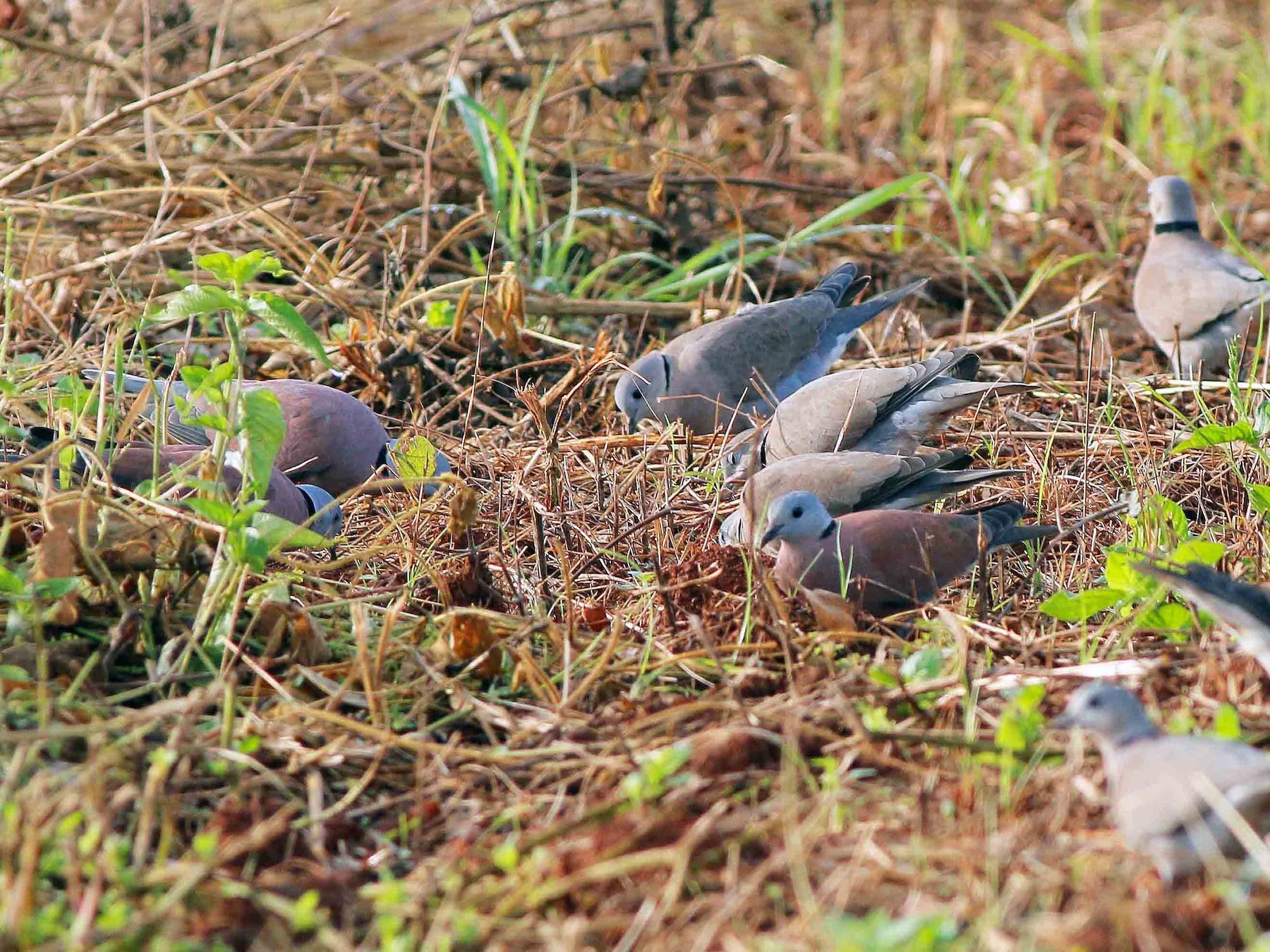 Red Collared Dove - eBird