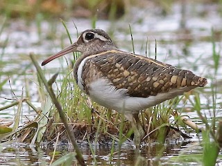 Greater Painted-Snipe - eBird