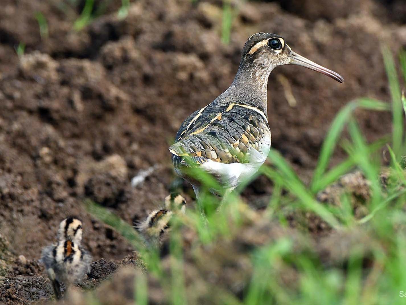 Greater Painted-Snipe - eBird