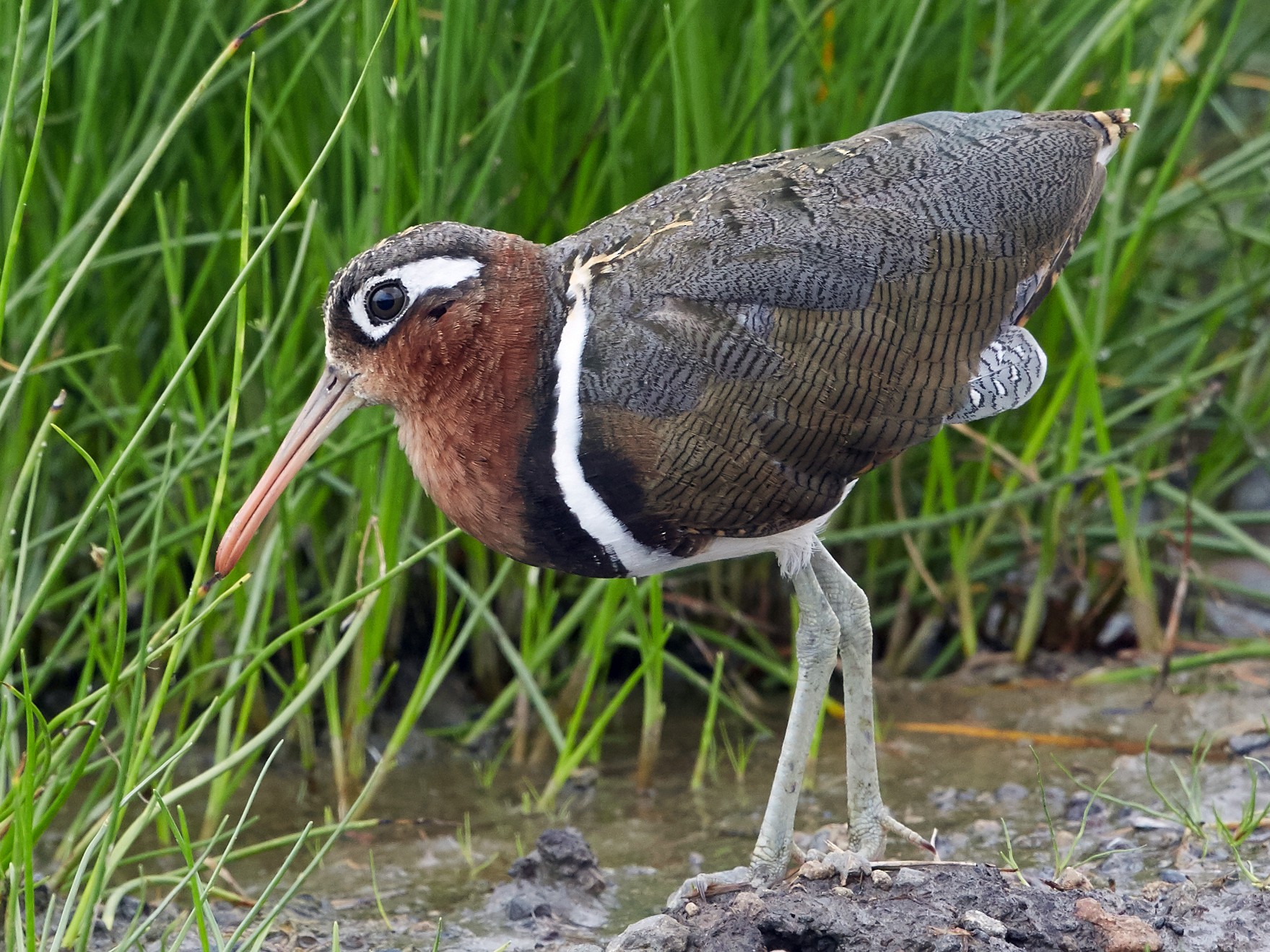 Greater Painted-Snipe - eBird