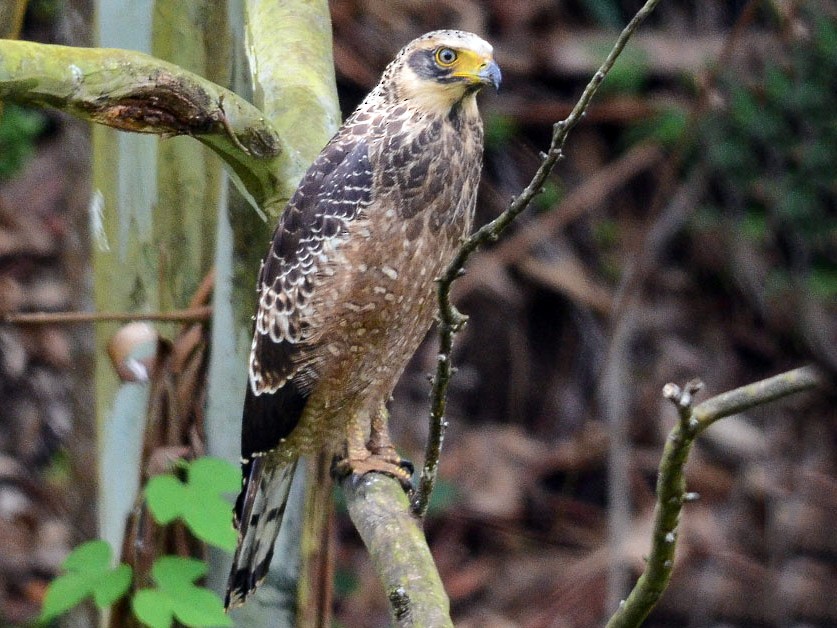 Crested Serpent-Eagle - eBird