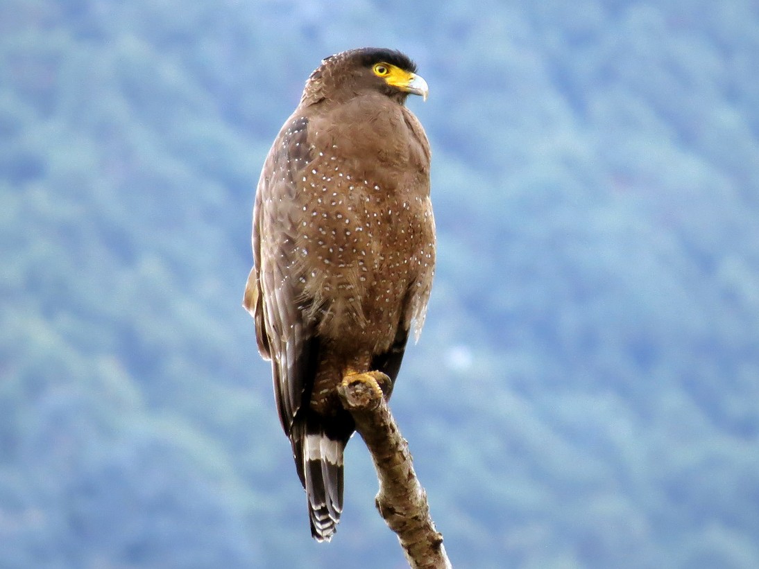Crested Serpent-Eagle - eBird