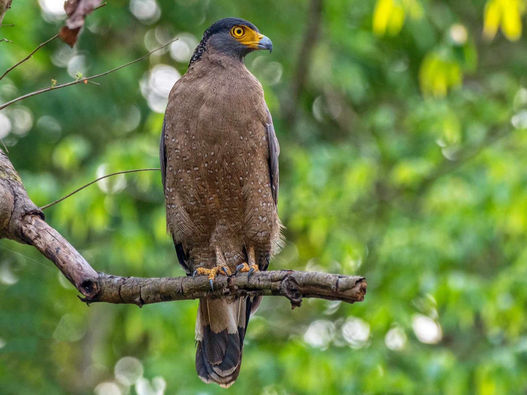 Crested Serpent Eagle