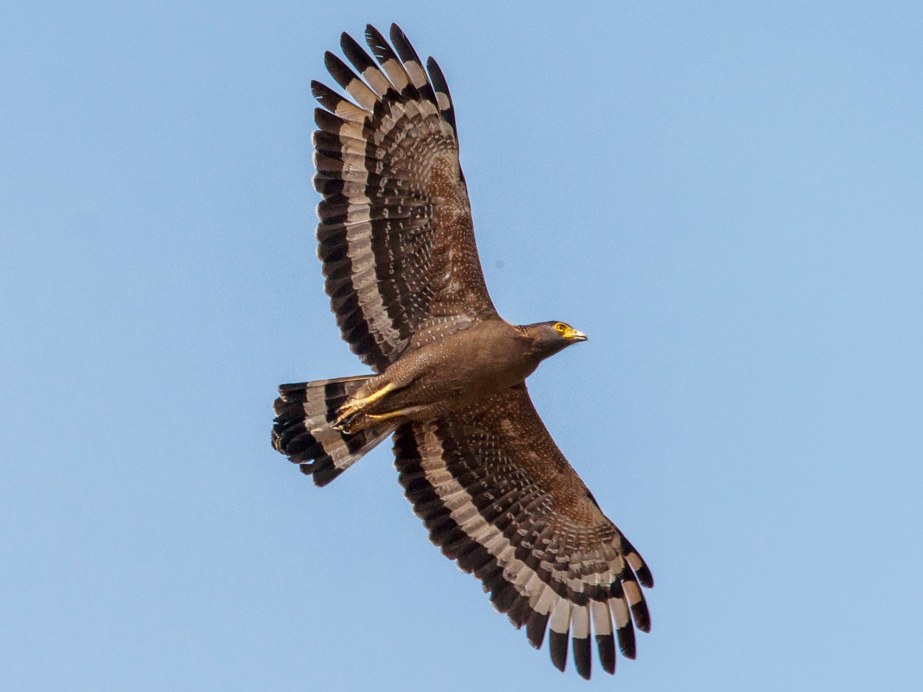 Crested Serpent-Eagle - eBird