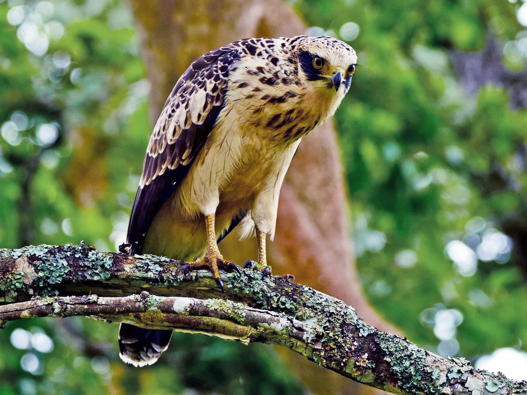 Crested Serpent Eagle