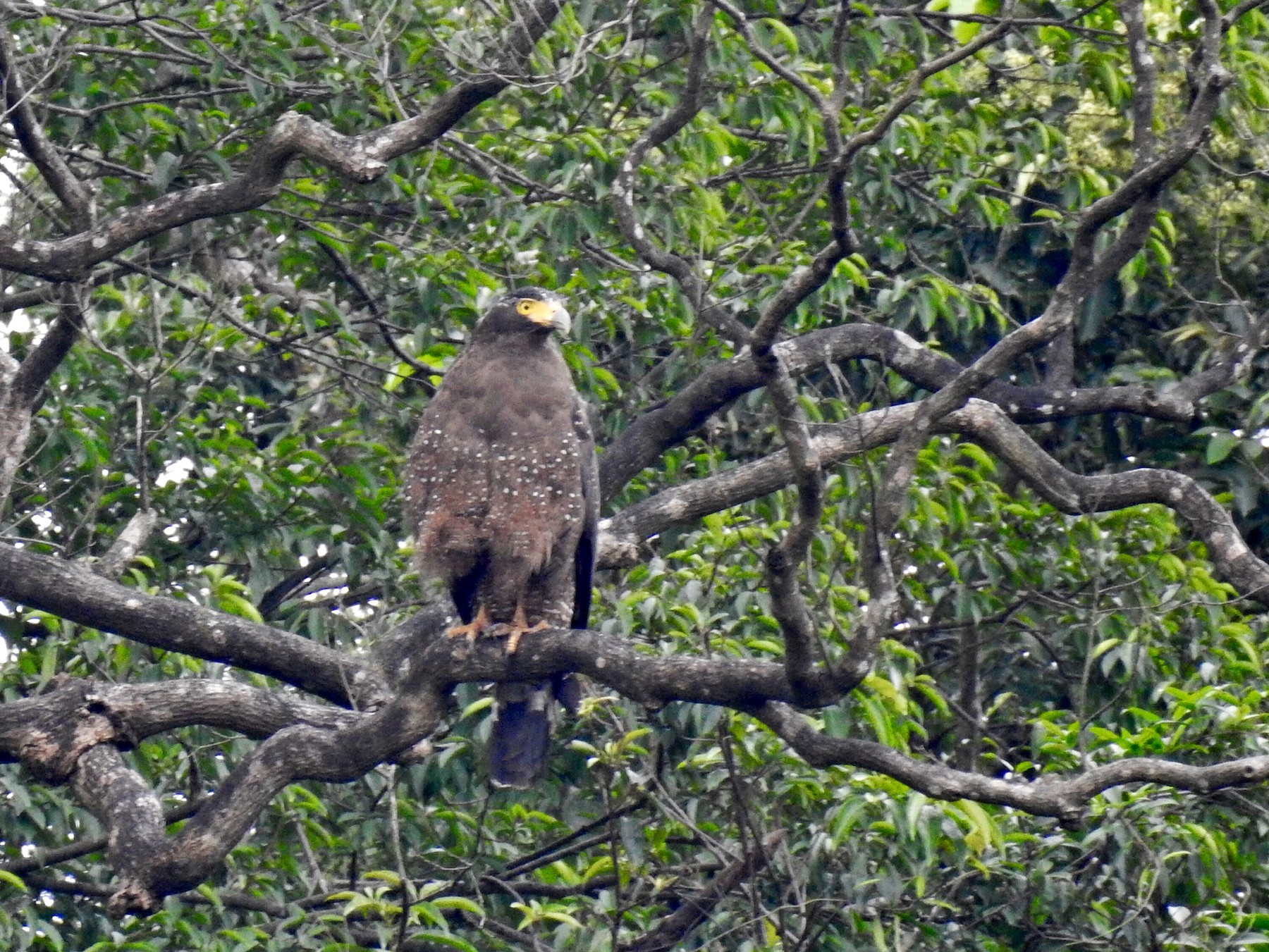Crested Serpent Eagle - eBird