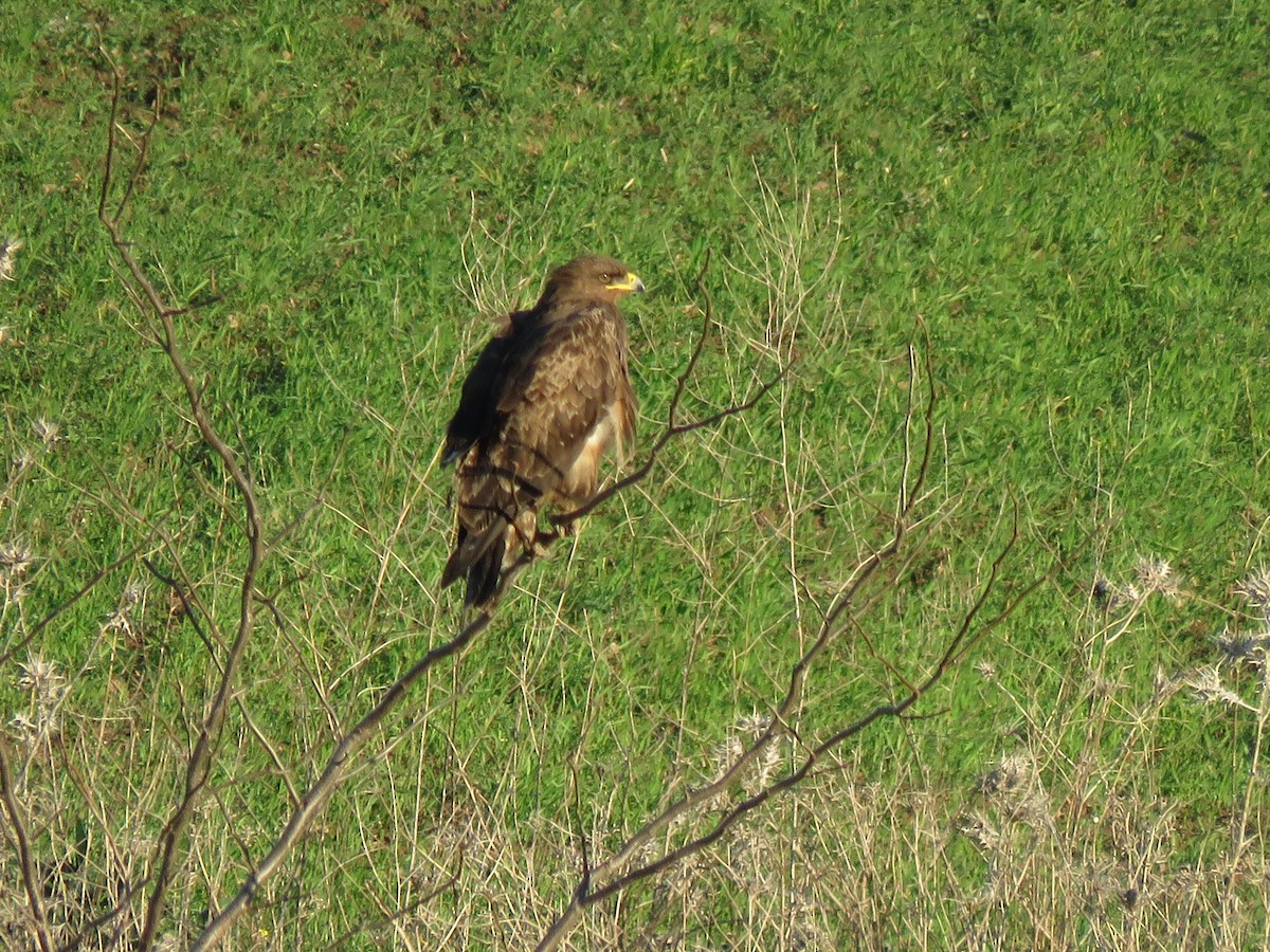 eBird Checklist - 1 Feb 2016 - La Janda--Área General - 8 species (+1 ...