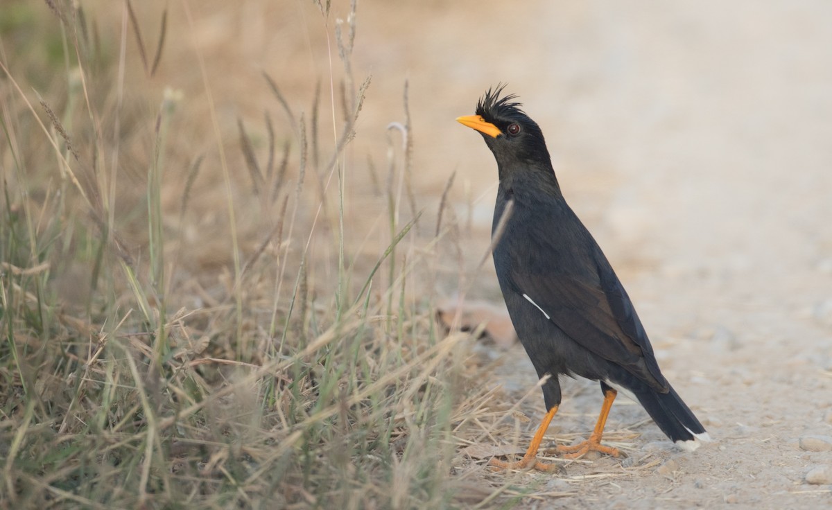 Great Myna - Acridotheres grandis - Birds of the World