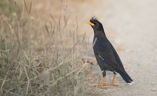 Great Myna - Acridotheres grandis - Birds of the World