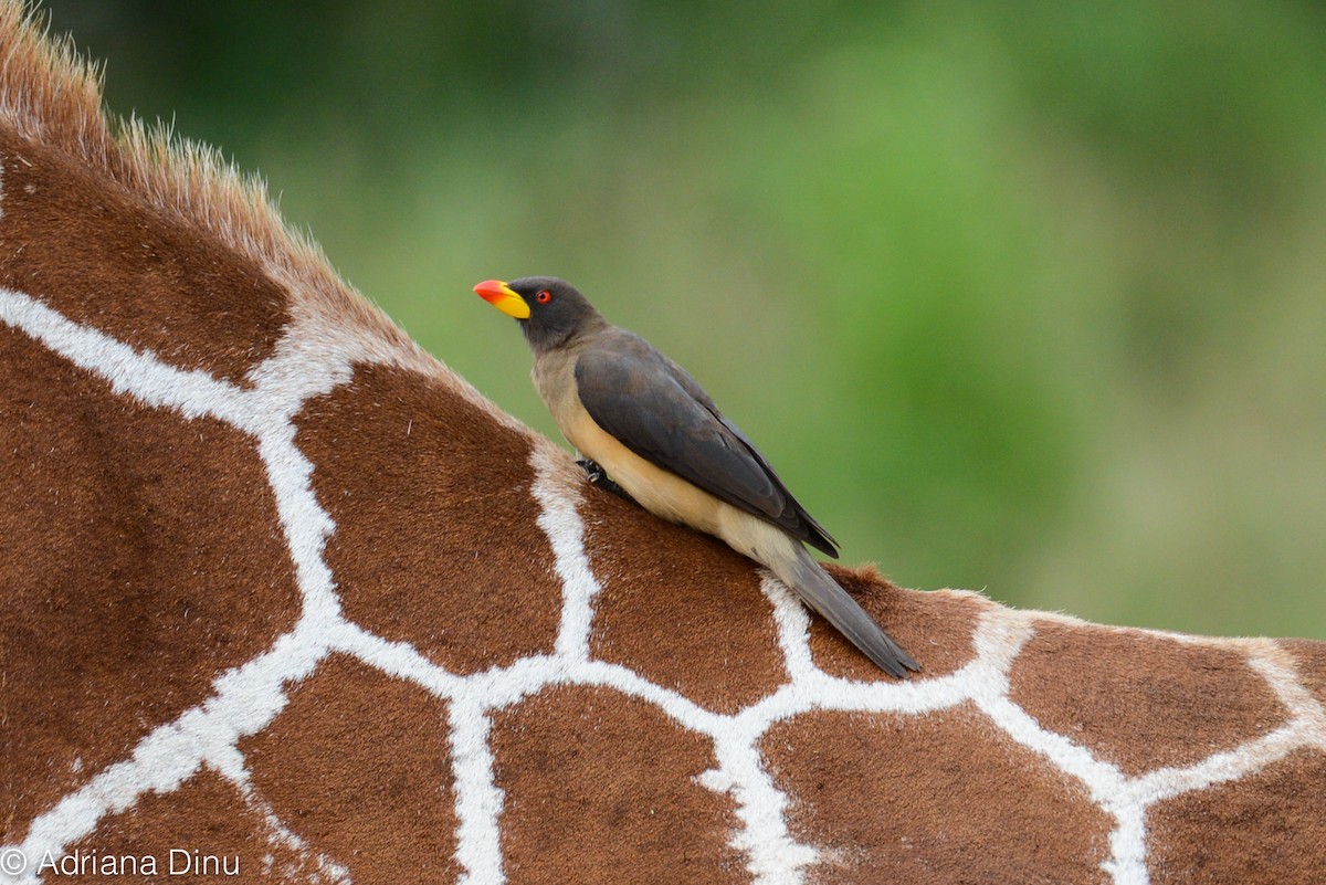 Yellow-billed Oxpecker - Buphagus africanus - Birds of the World