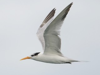 Lesser Crested Tern - eBird