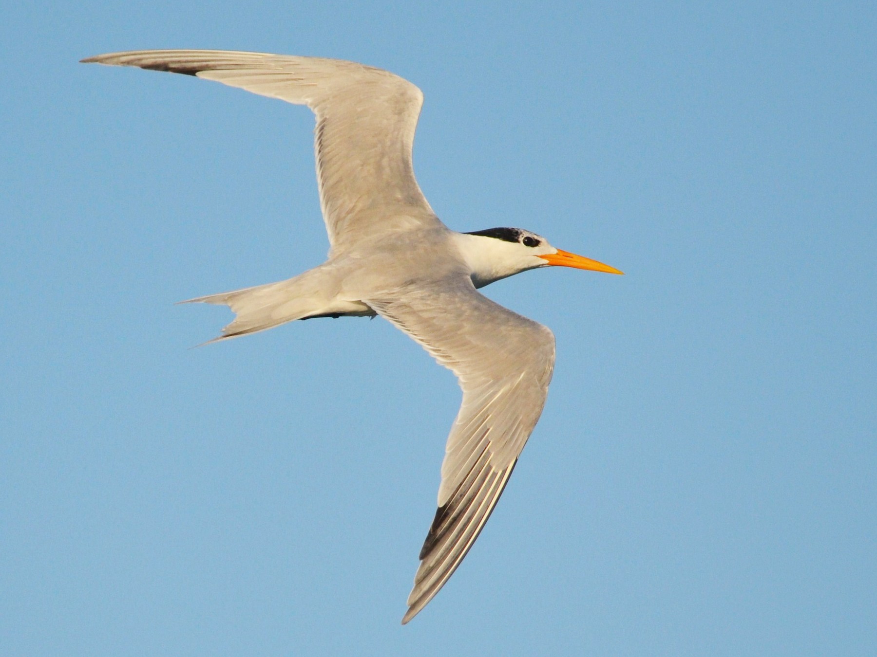 Lesser Crested Tern - eBird