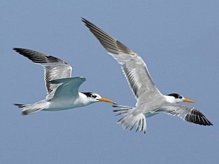 Lesser Crested Tern - eBird