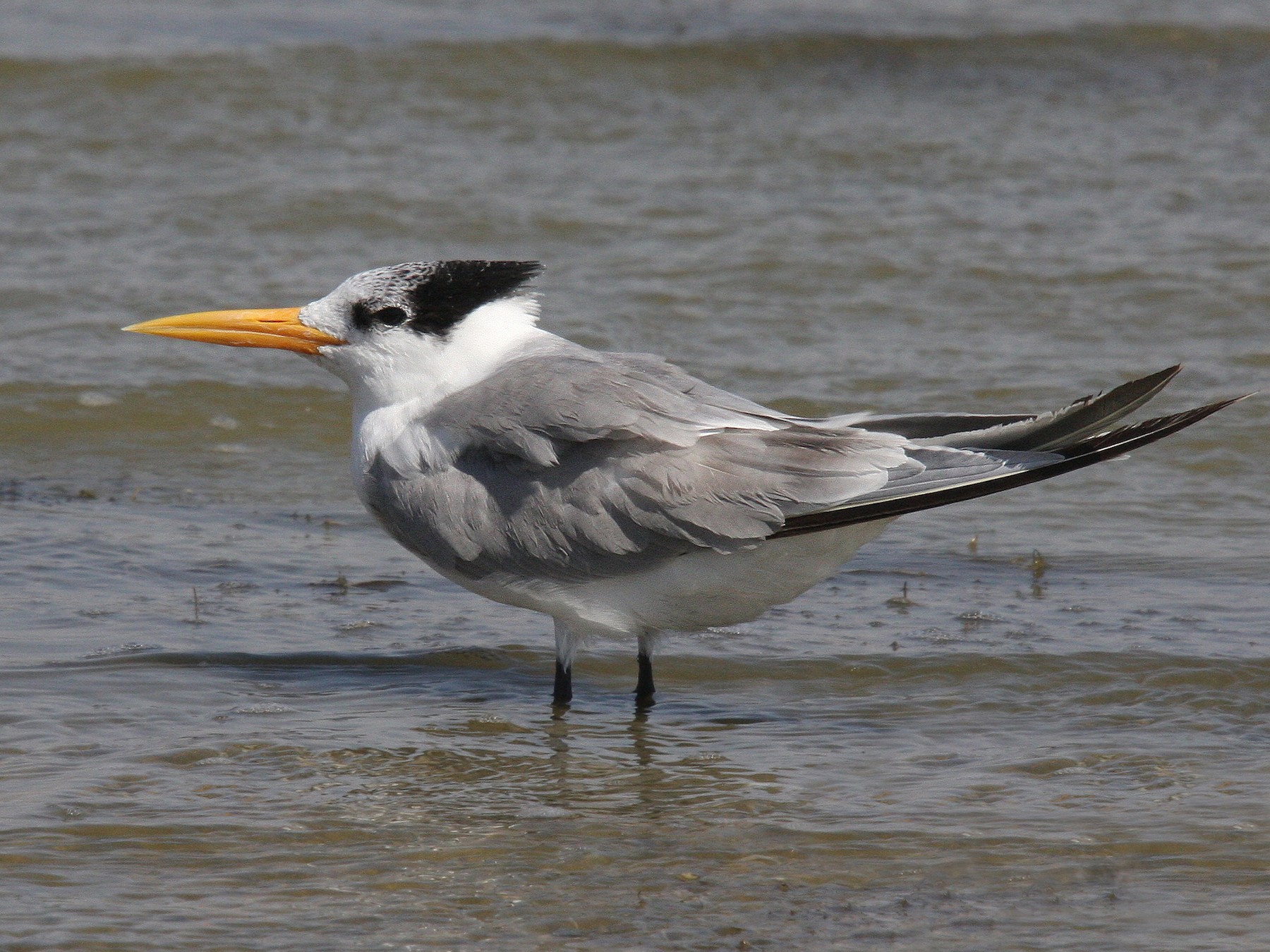Lesser Crested Tern - eBird