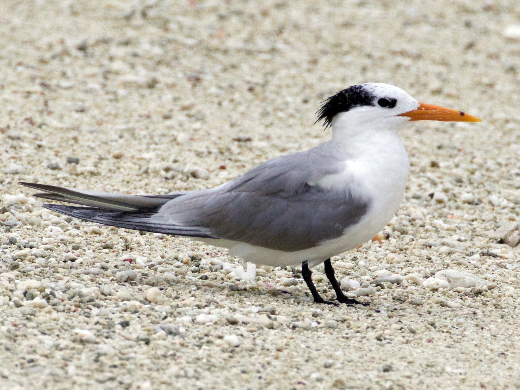 Lesser Crested Tern - eBird
