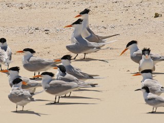 Lesser Crested Tern - eBird
