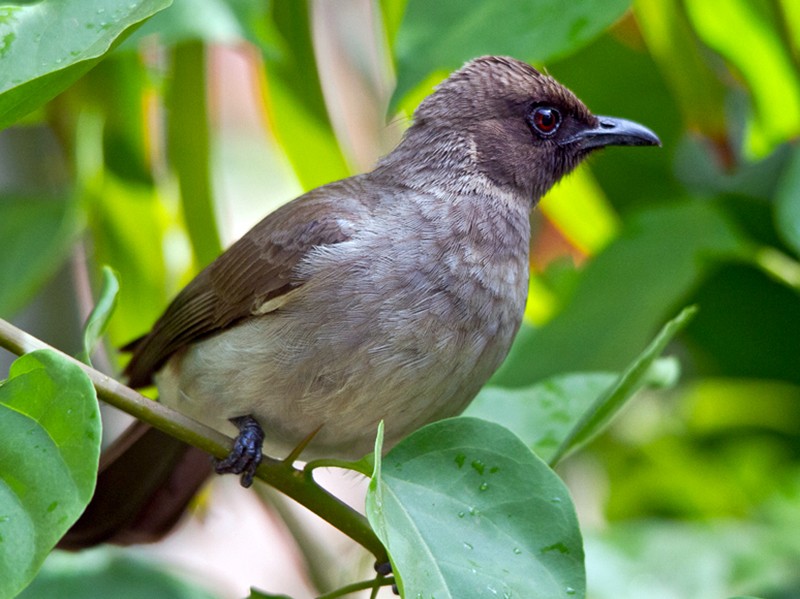 Common Bulbul - eBird