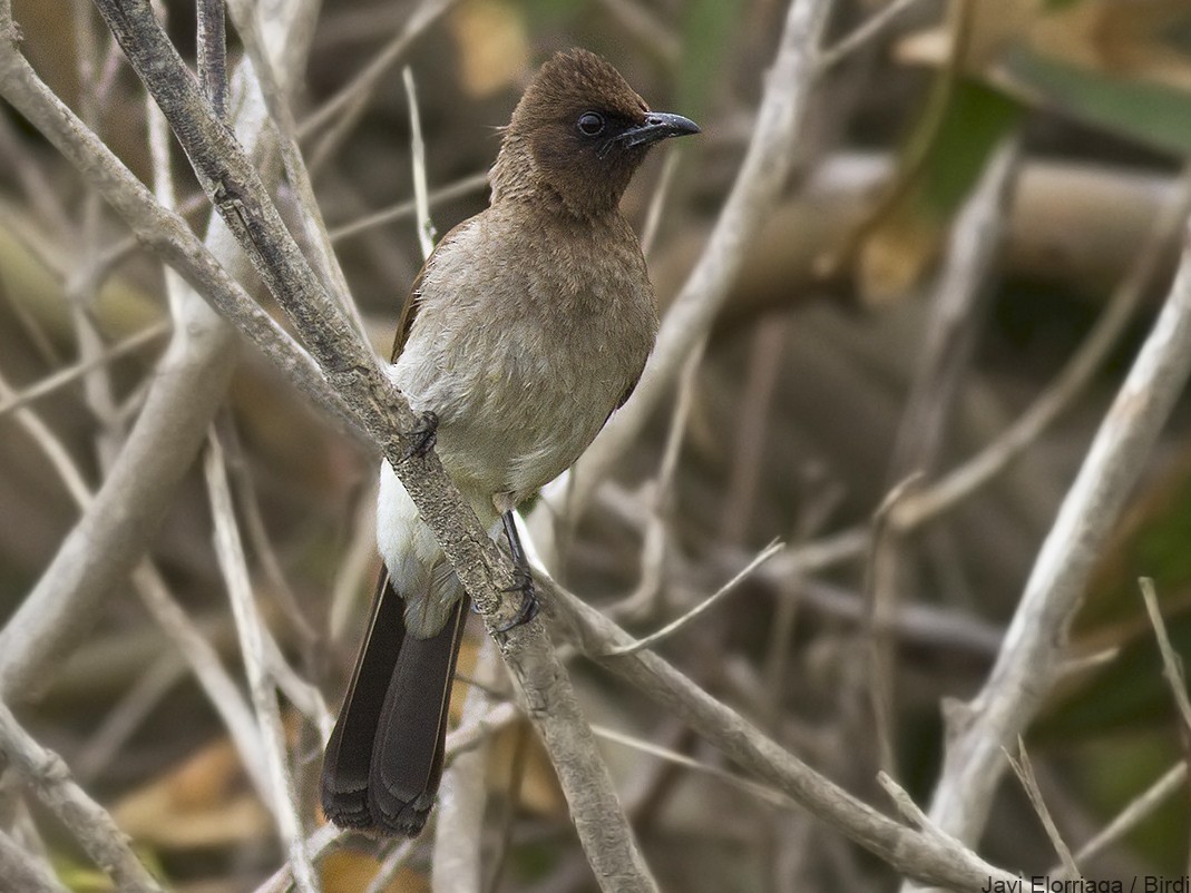 Common Bulbul - eBird