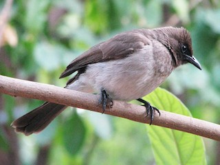 Common Bulbul - Pycnonotus barbatus - Birds of the World