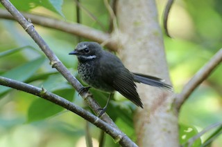Pohnpei Fantail - Rhipidura kubaryi - Birds of the World