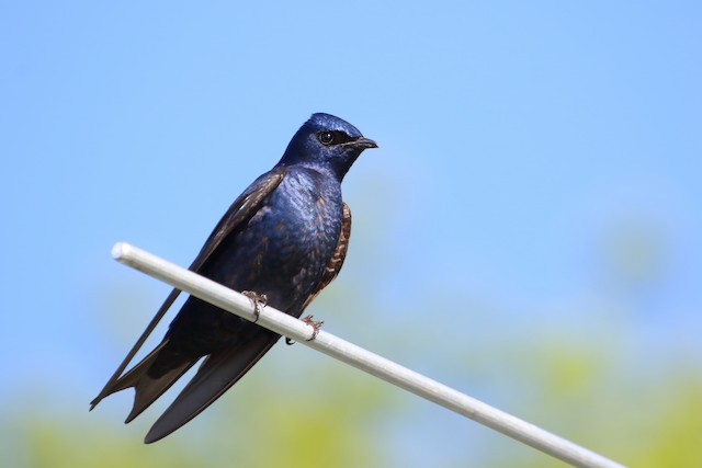 Wisconsin Breeding Bird Atlas - Discover a new world of birding...