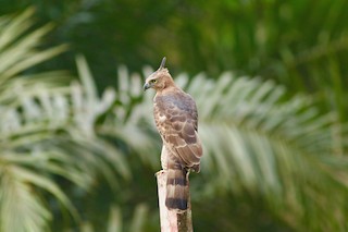 Wallace's Hawk-Eagle - Nisaetus nanus - Birds of the World