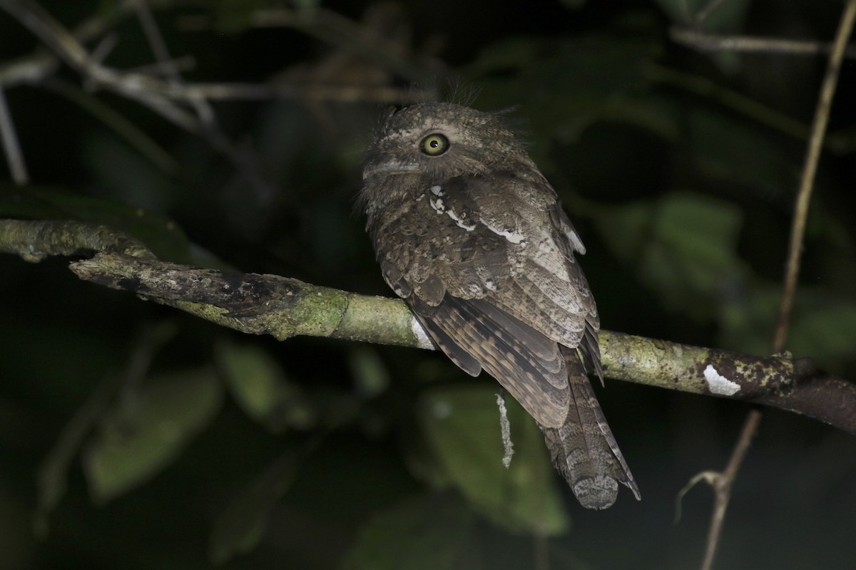 Palawan Frogmouth - Batrachostomus chaseni - Birds of the World