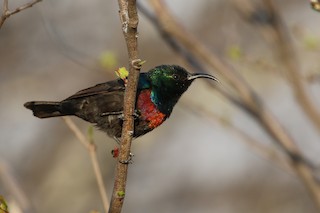 Marico Sunbird - Cinnyris mariquensis - Birds of the World