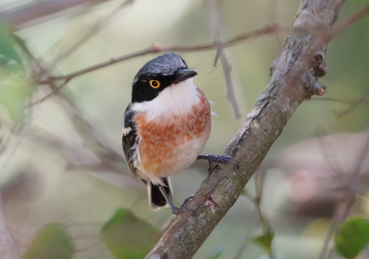 Woodwards' Batis - Batis fratrum - Birds of the World
