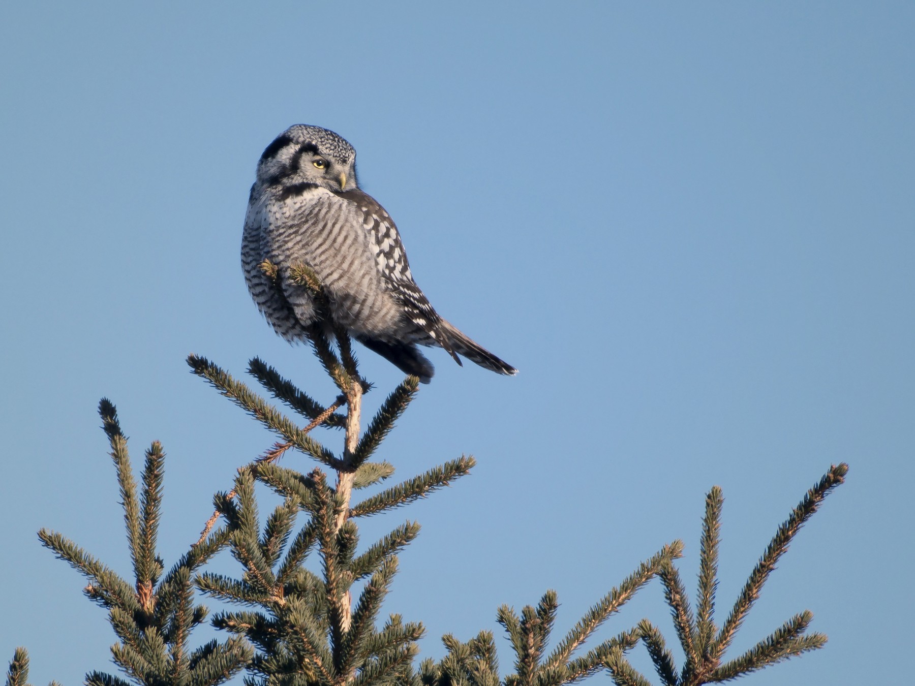 Northern Hawk Owl - eBird