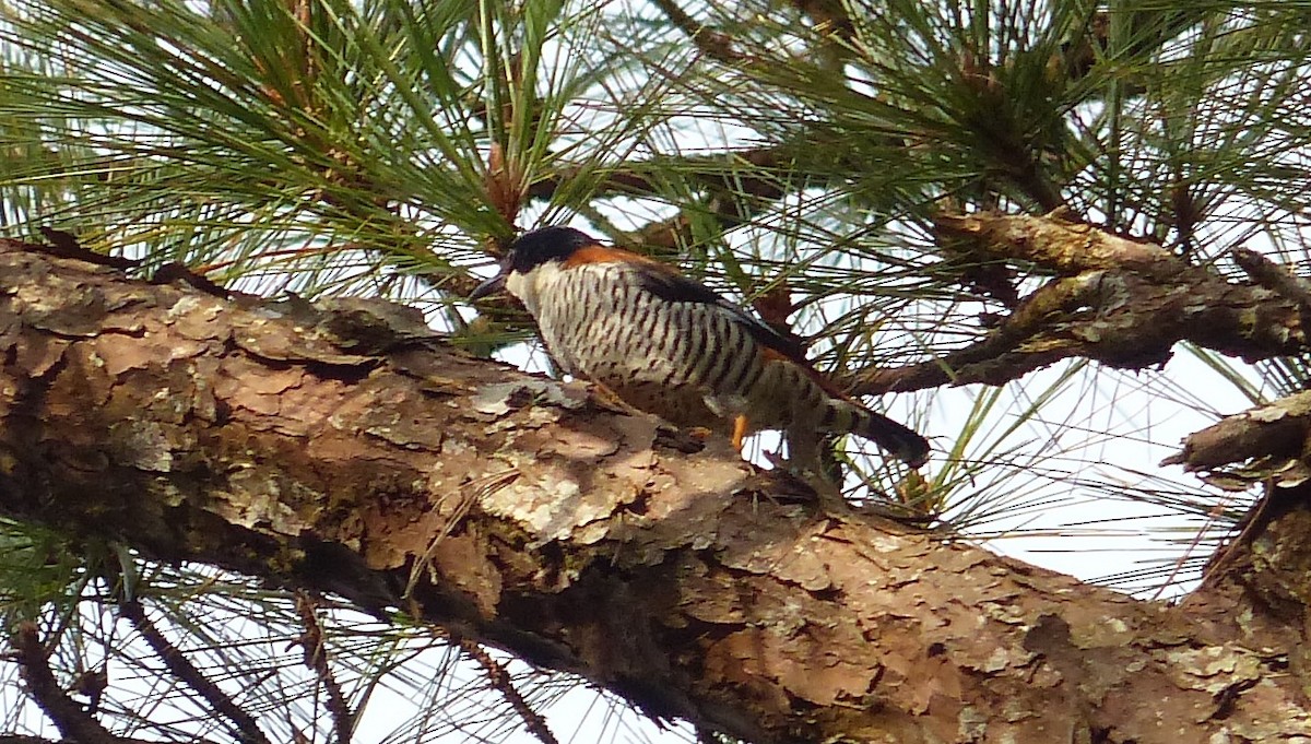 Vietnamese Cutia - Cutia legalleni - Birds of the World