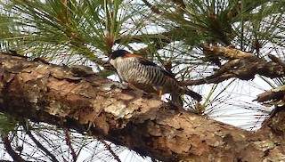 Vietnamese Cutia - Cutia legalleni - Birds of the World