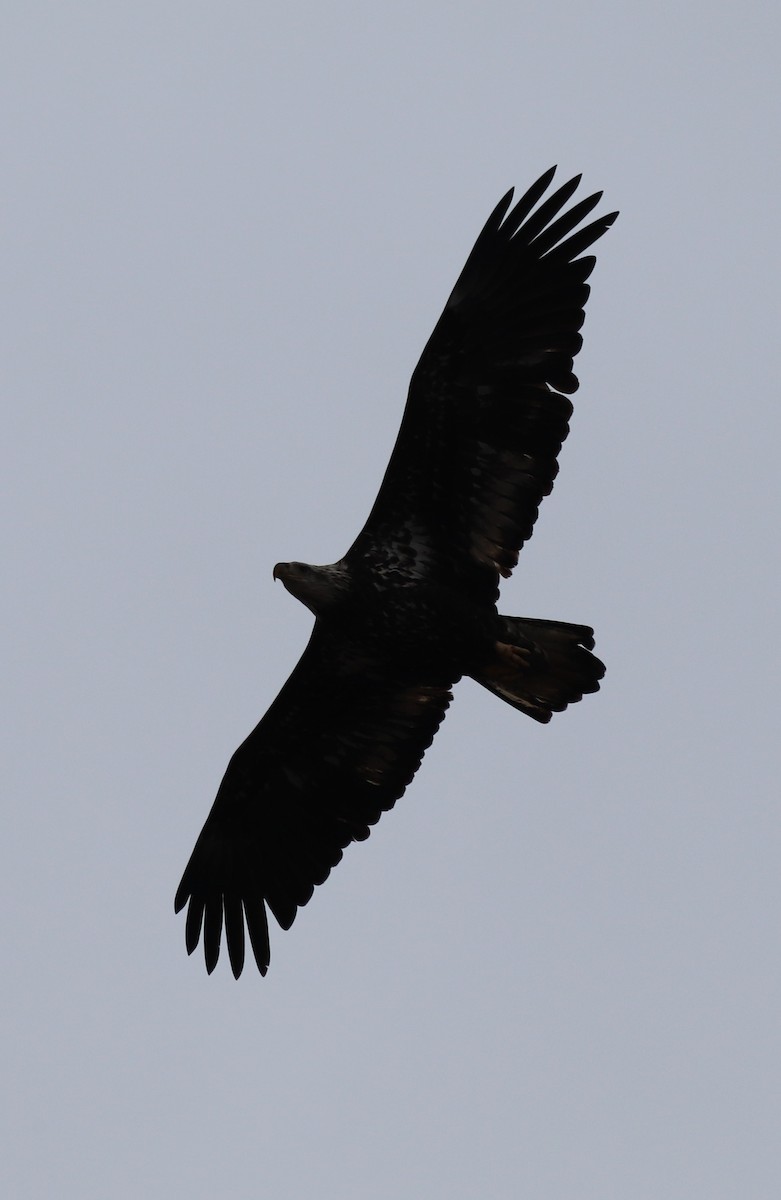 Great Backyard Bird Count Checklist - 19 Feb 2018 - Susquehanna SP ...