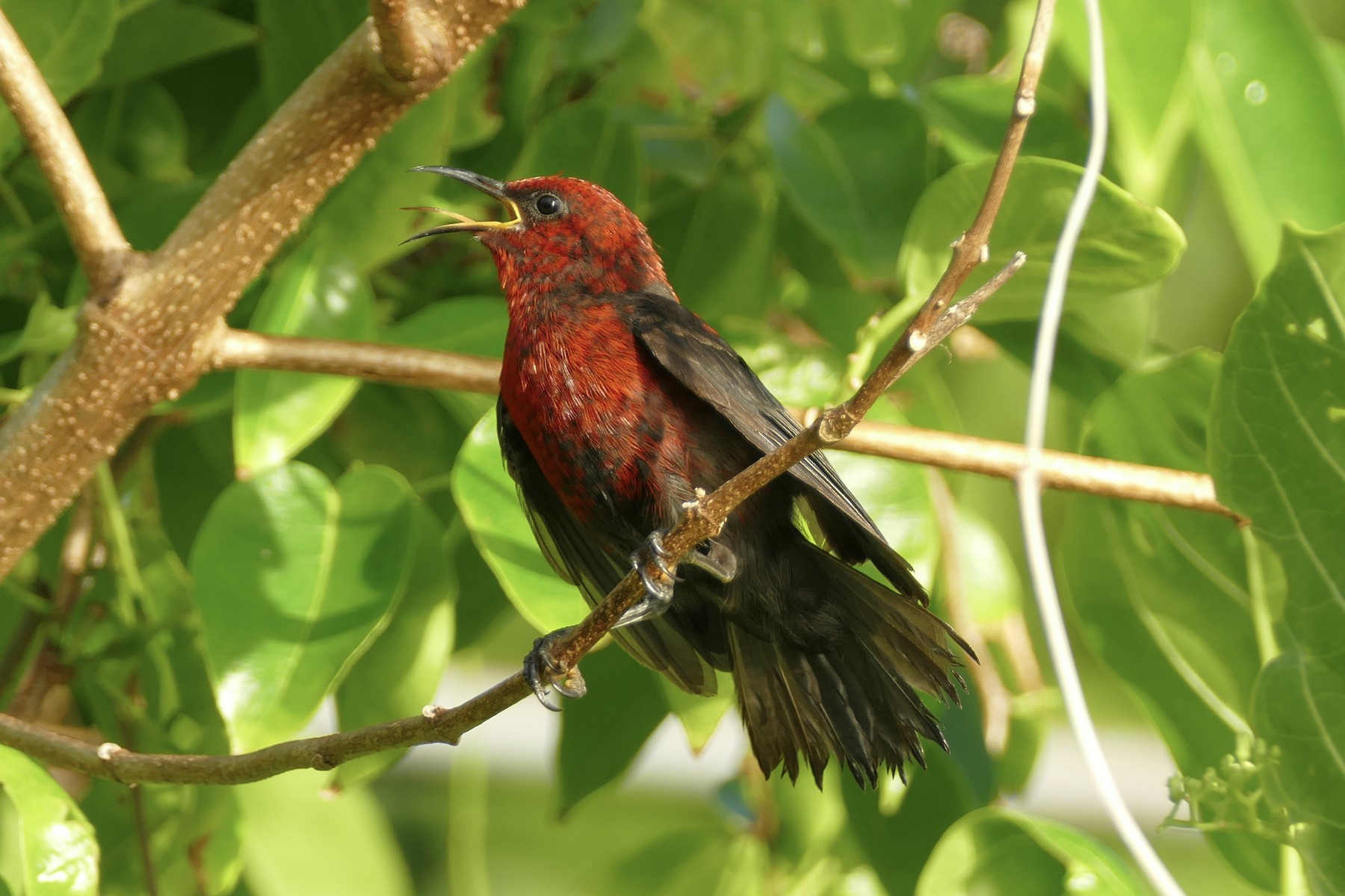 Micronesian Myzomela - eBird