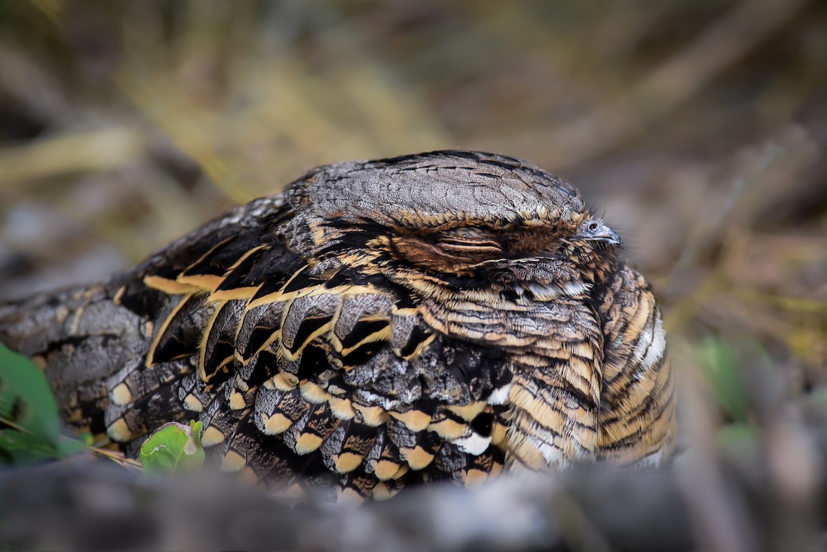 April eBirder of the Month Challenge - eBird