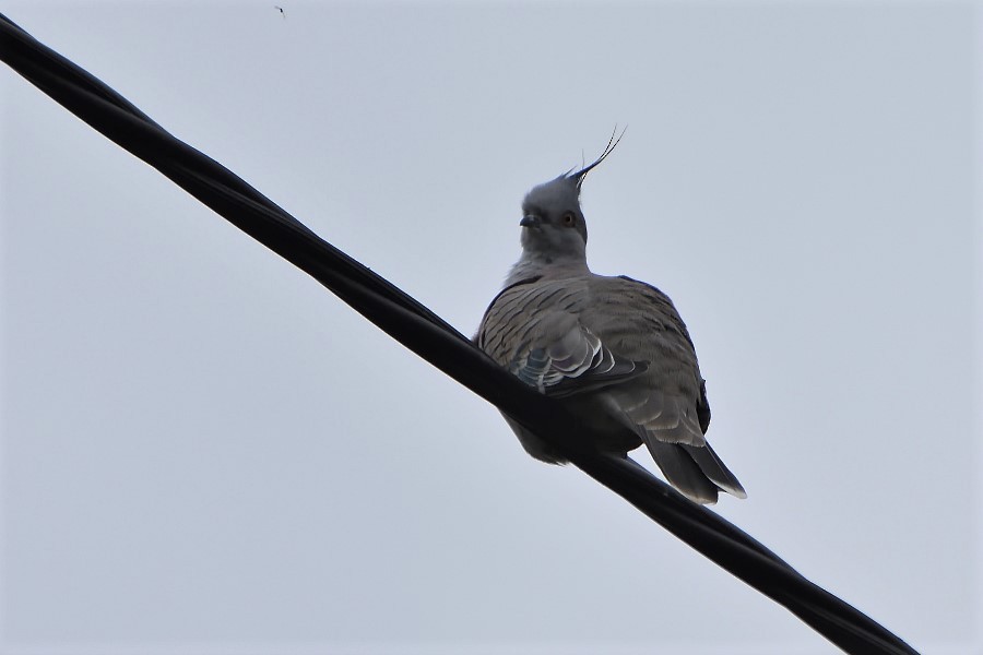 eBird Checklist - 22 Feb 2018 - Nepean River Cycleway, Camden - 35 species