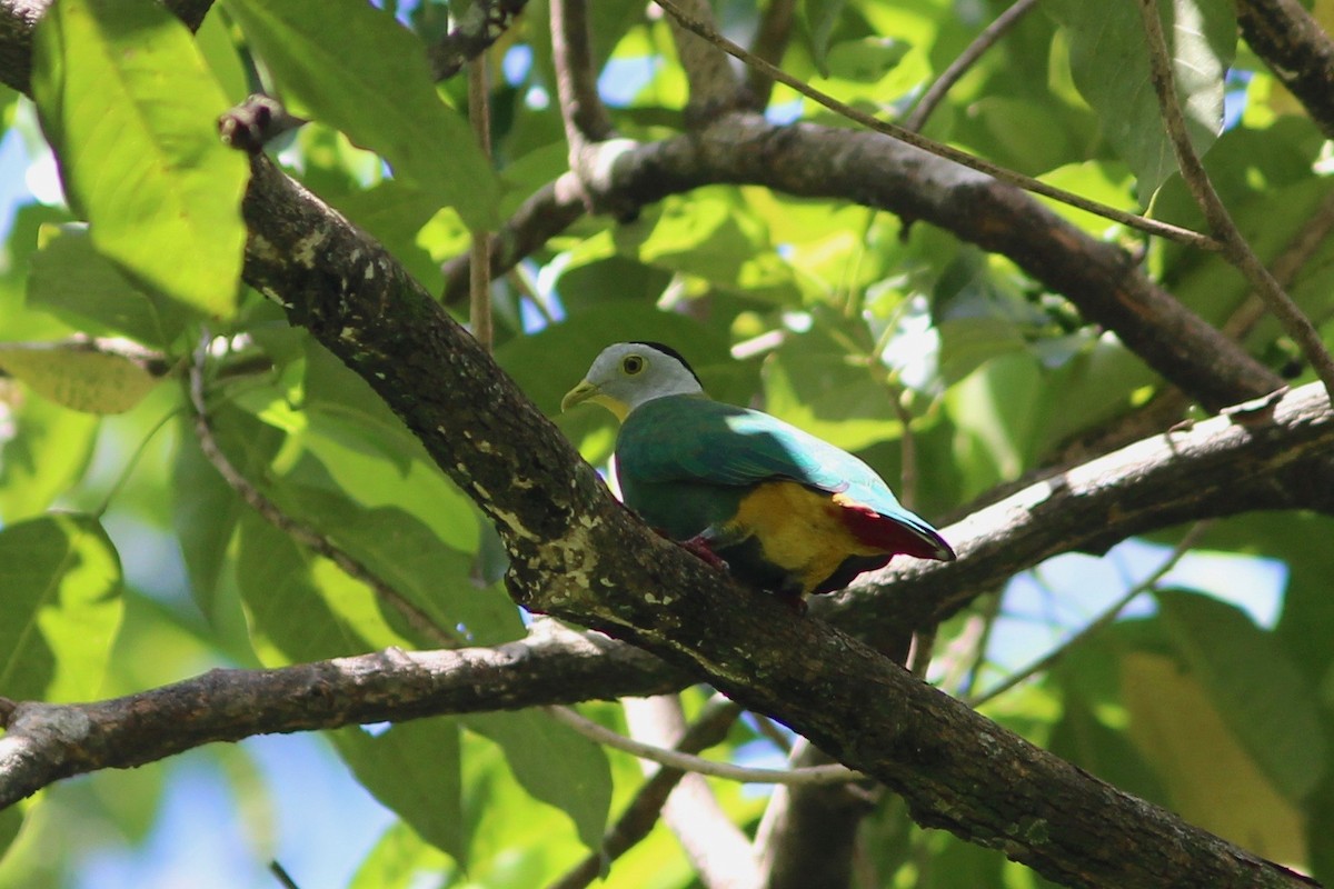Black-naped Fruit-Dove - Ptilinopus melanospilus - Birds of the World