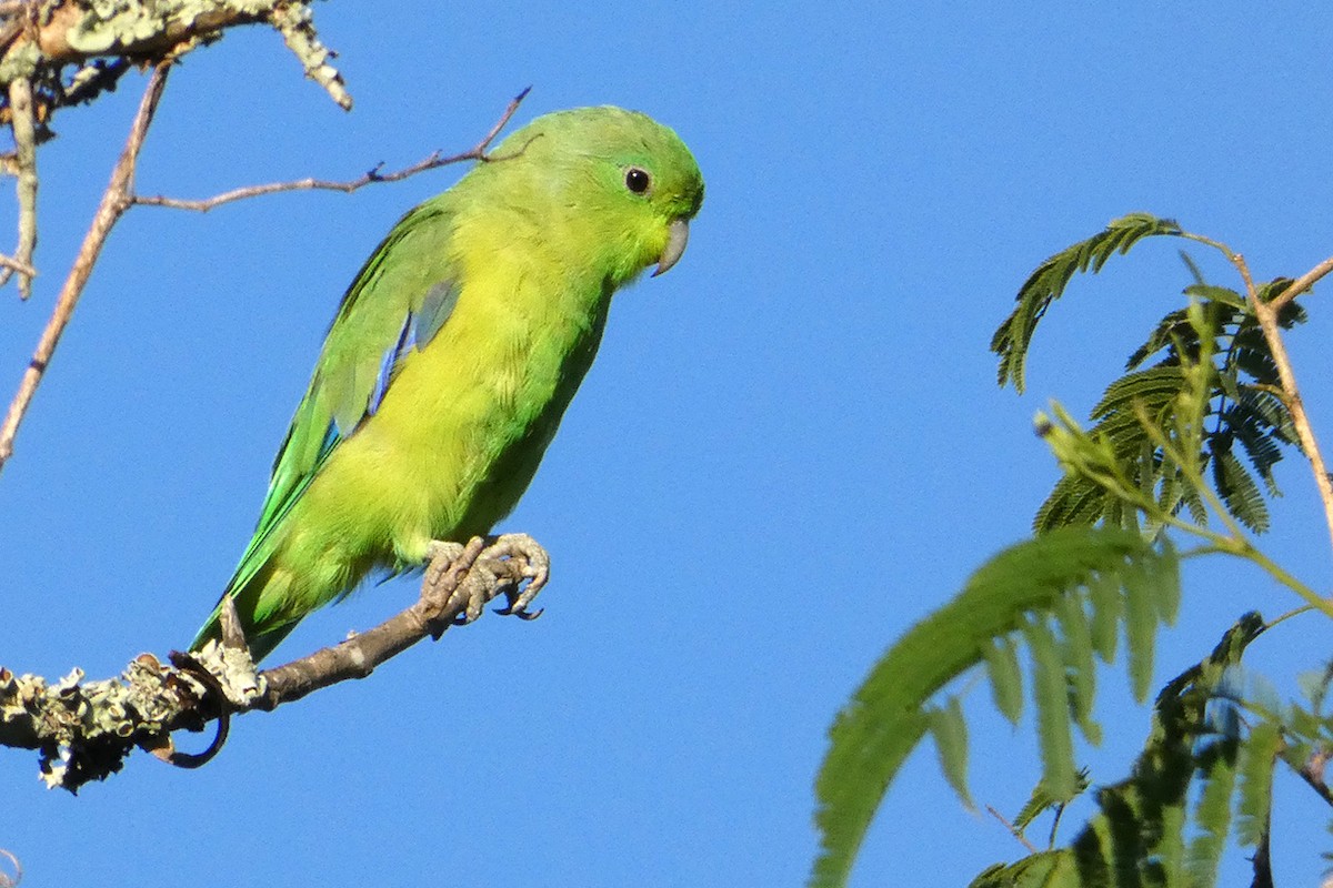 Cobalt Blue Parrotlet