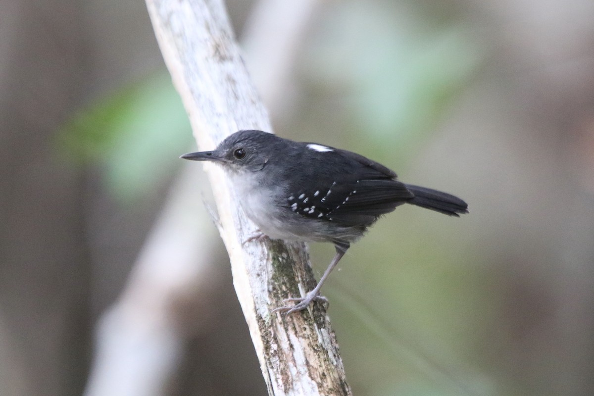 Yapacana Antbird - Aprositornis disjuncta - Birds of the World
