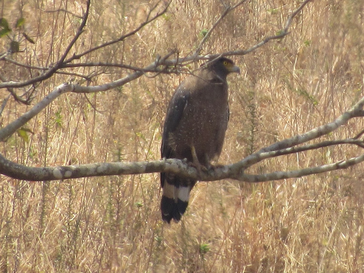 eBird Checklist - 25 Feb 2018 - Kadave Ghat - 12 species