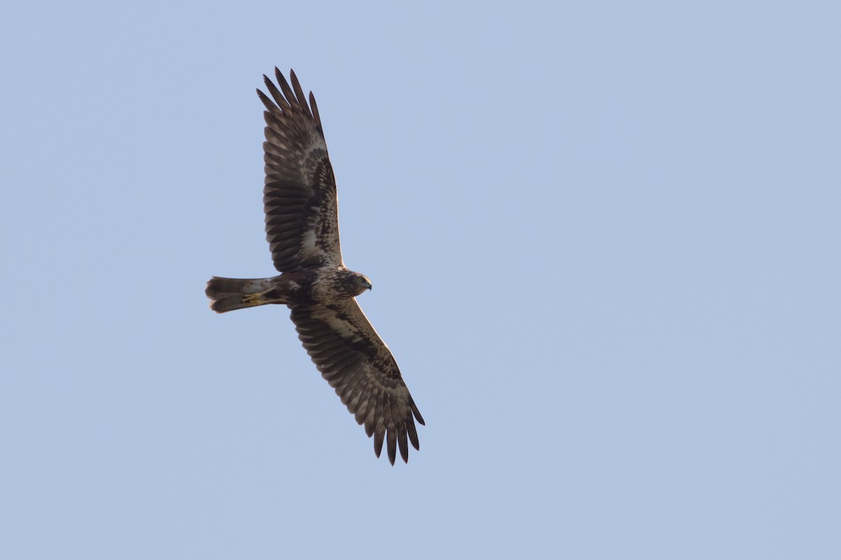 Eastern Marsh Harrier - Circus spilonotus - Birds of the World