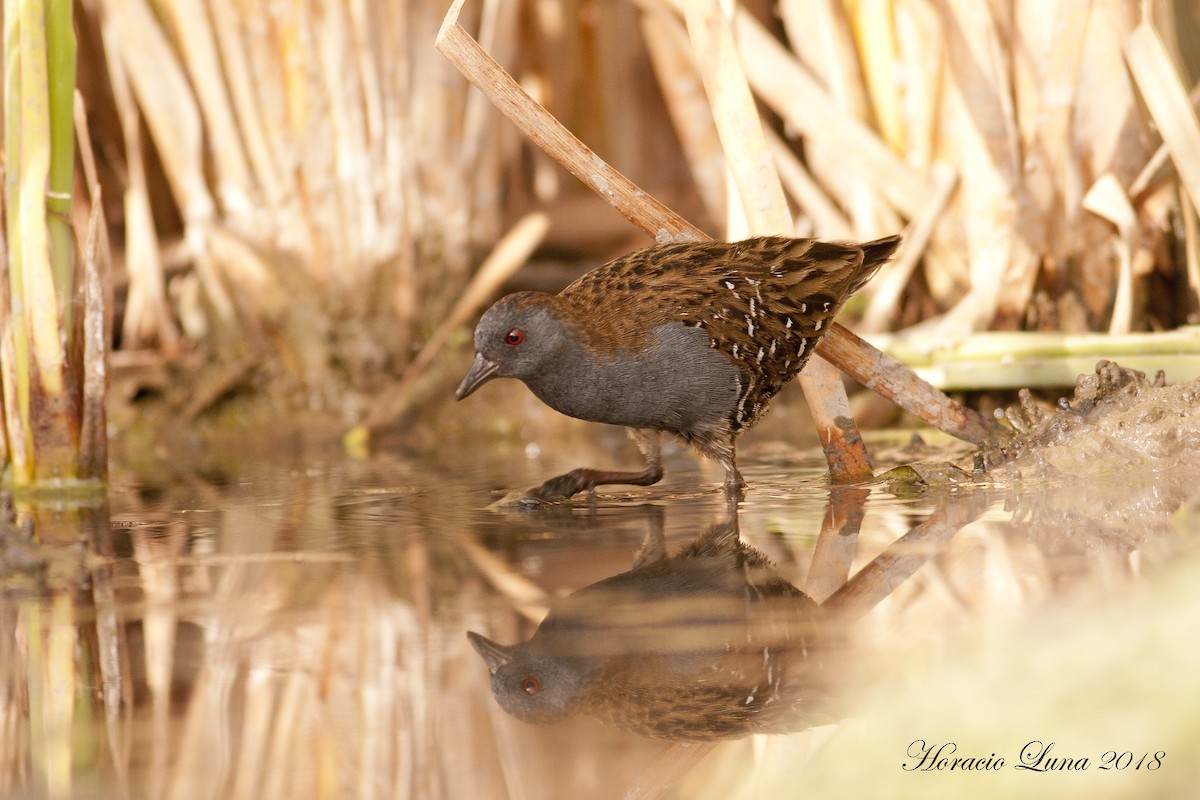 Dot-winged Crake - Laterallus spilopterus - Birds of the World