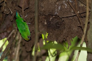 Yellow-capped Pygmy-Parrot - Micropsitta keiensis - Birds of the World